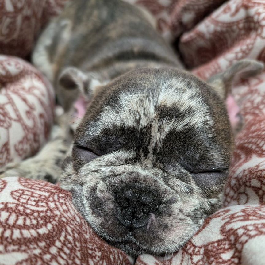 Щенок французского будьдога голубой мерле