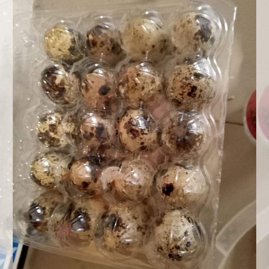 Яйцо перепелиные инкубационное