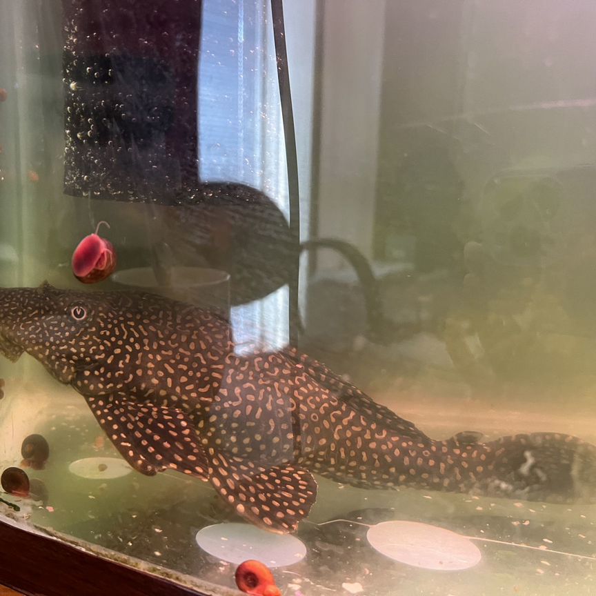 Сом парчовый