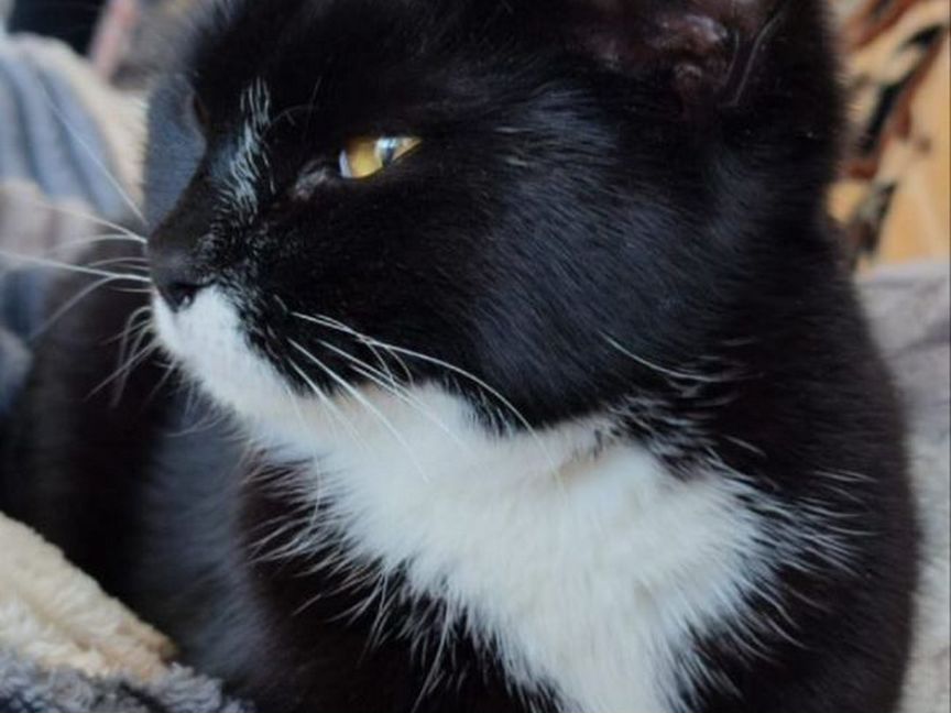 Кошка