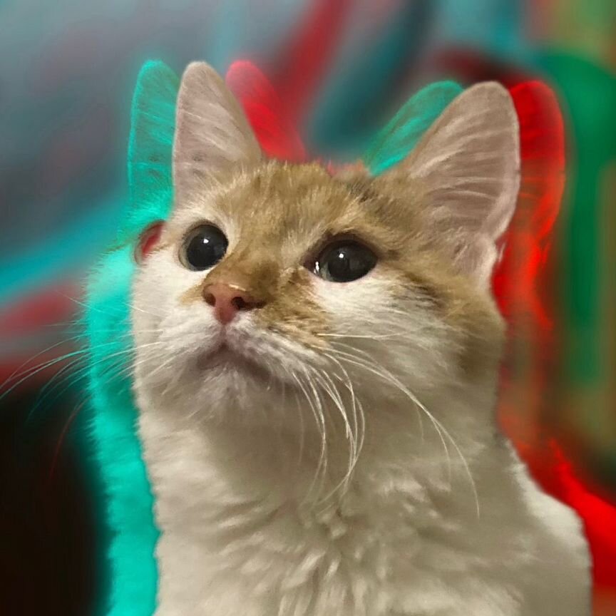 Котенок девочка ищет дом