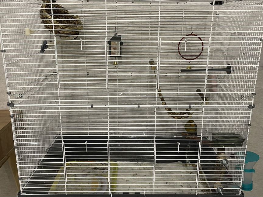 Кенар с клеткой