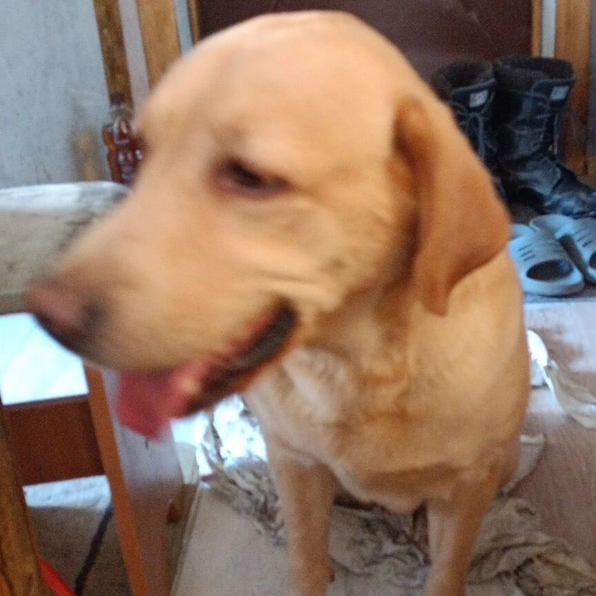 Лабрадор-ретривер, щенок