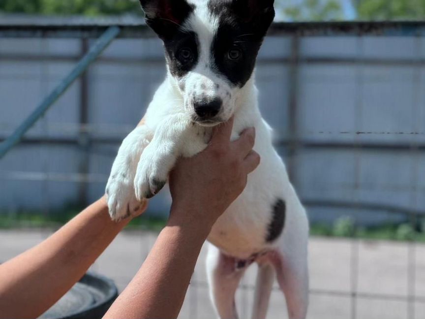Щеночек Омлет. Красавчик. Приют Некрасовка
