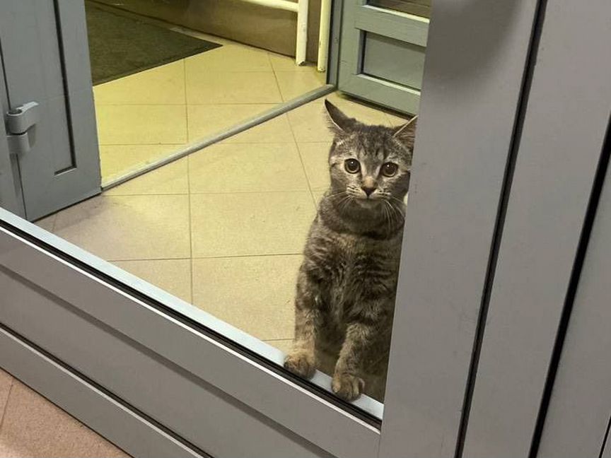 Отдам котенка в добрые руки