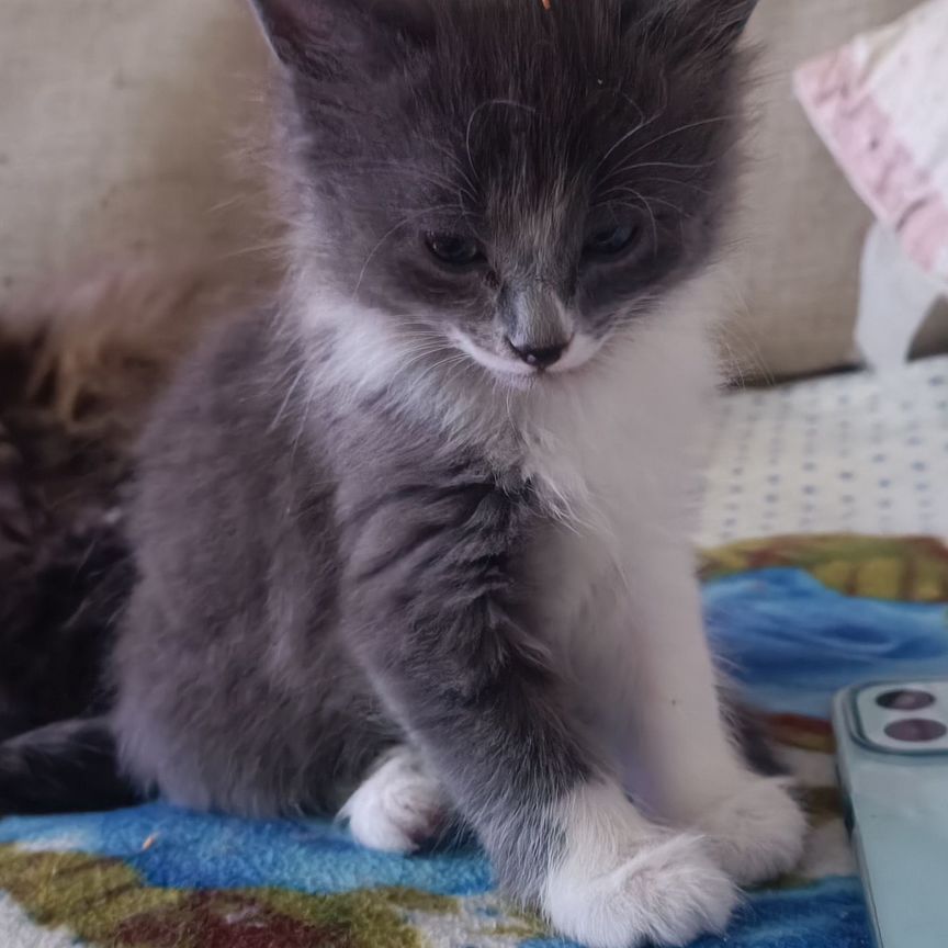 Котёнок в добрые руки