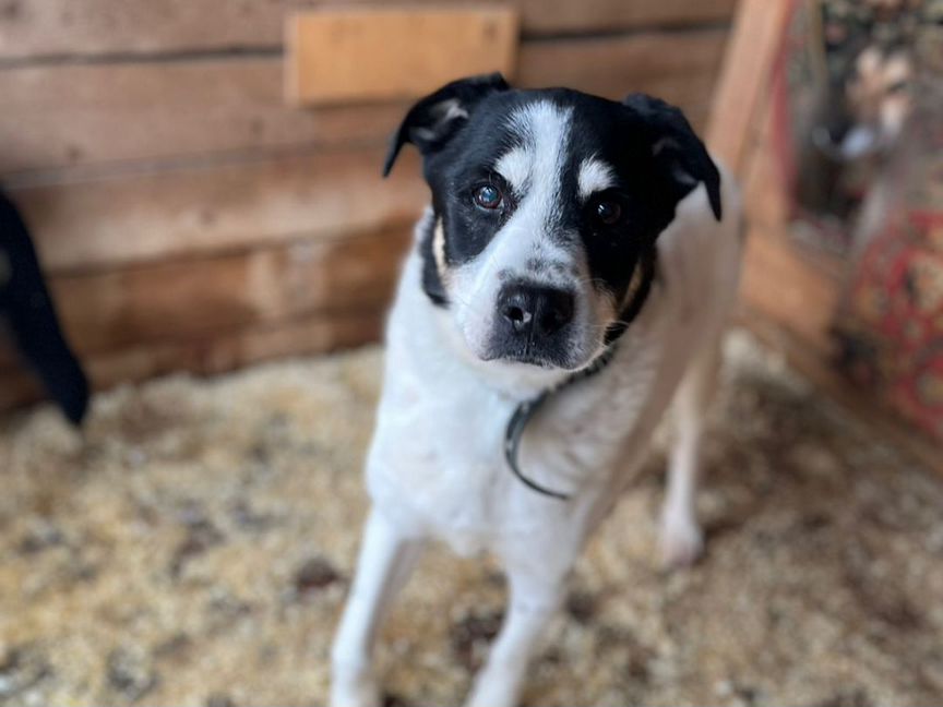 В добрые руки