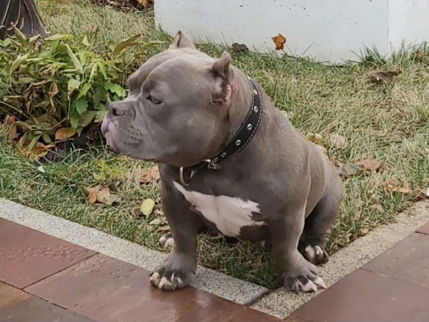 Американский булли Красота