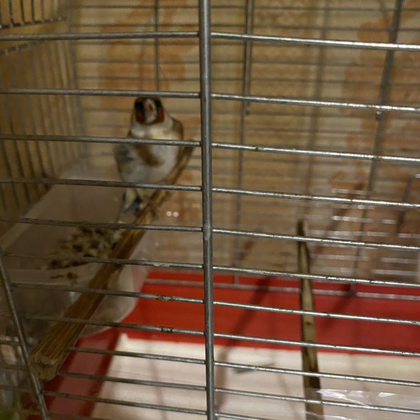 Щегол сибир