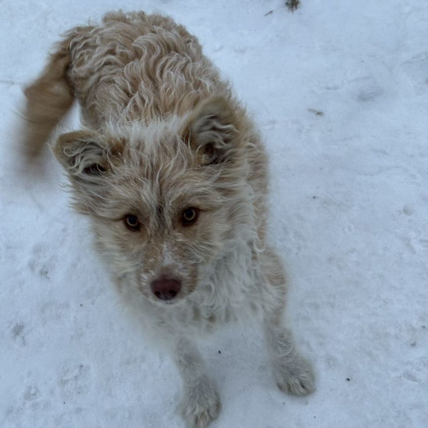 Взрослая собака в добрые руки