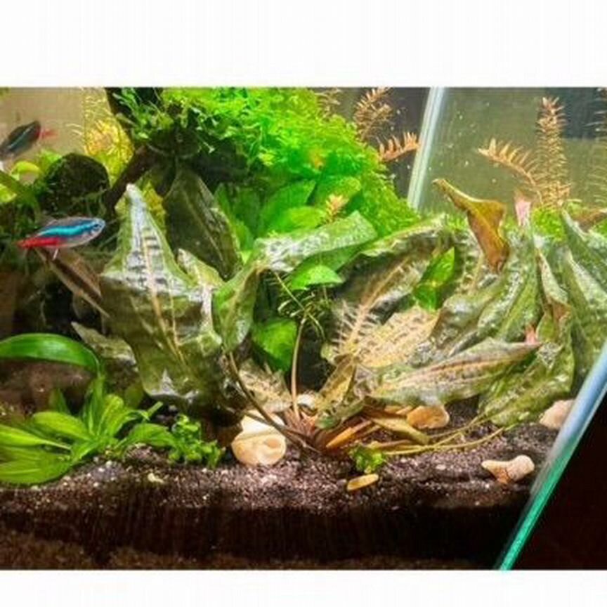 Криптокорина для аквариума бордовая