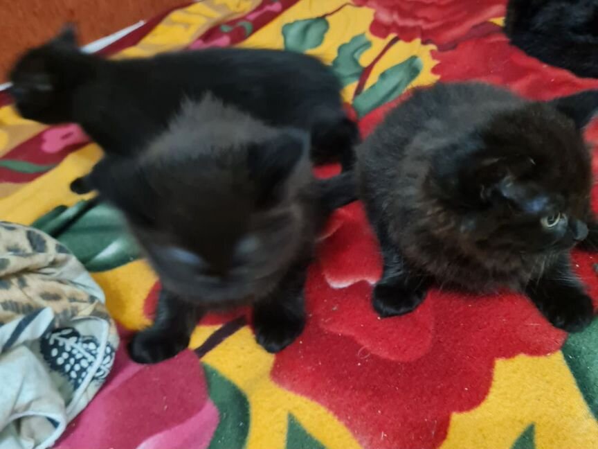 Котята в добрые руки