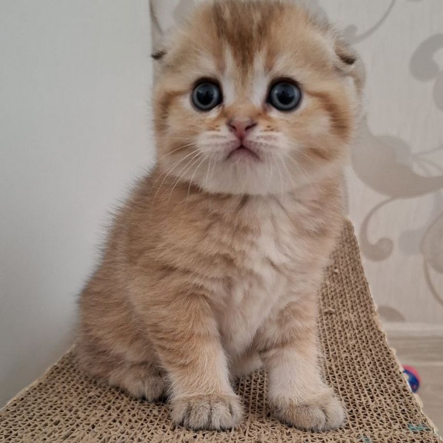 Шотландский вислоухий короткошёрстный котёнок