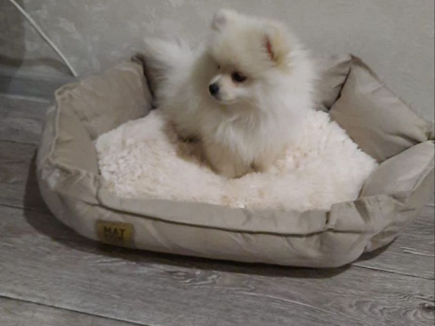 Немецкий шпиц девочка