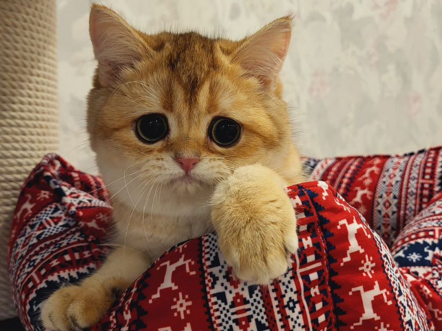 Золотая шиншилла котенок