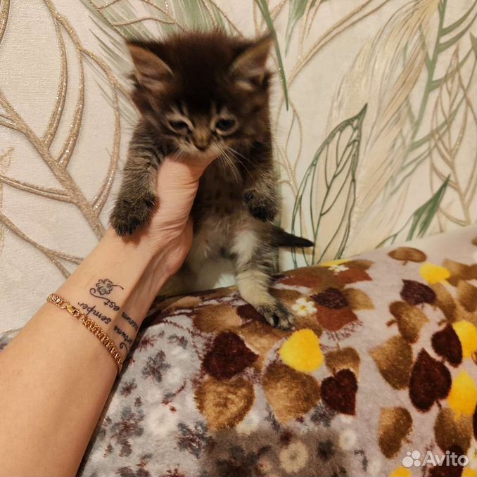 Котята норвежская лесная