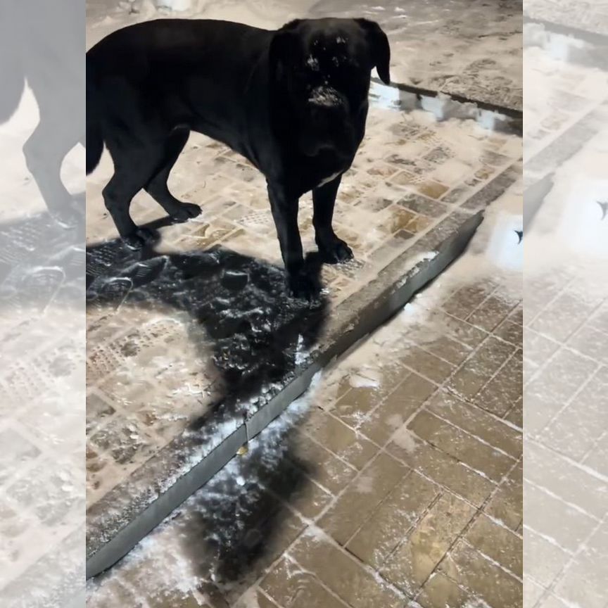 Кане-корсо, взрослая собака