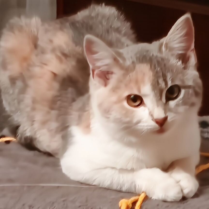 Котенок в добрые руки