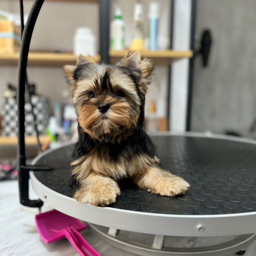 Цветные йорки