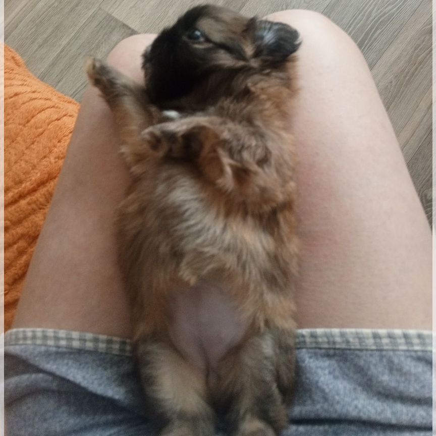 Собаки