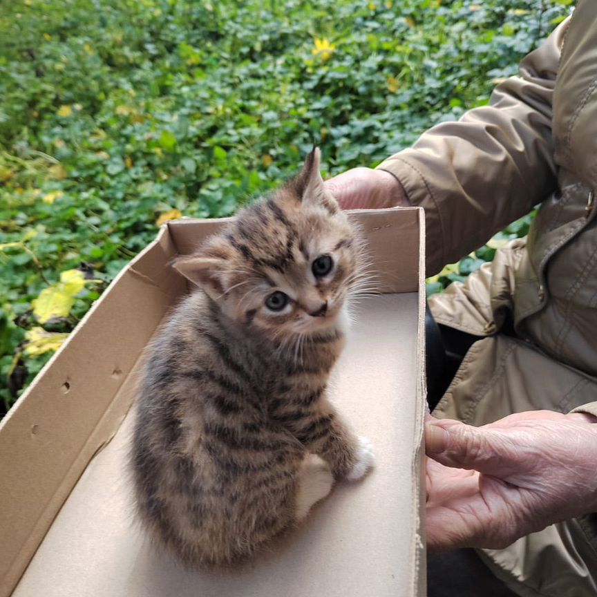 Котята в добрые руки