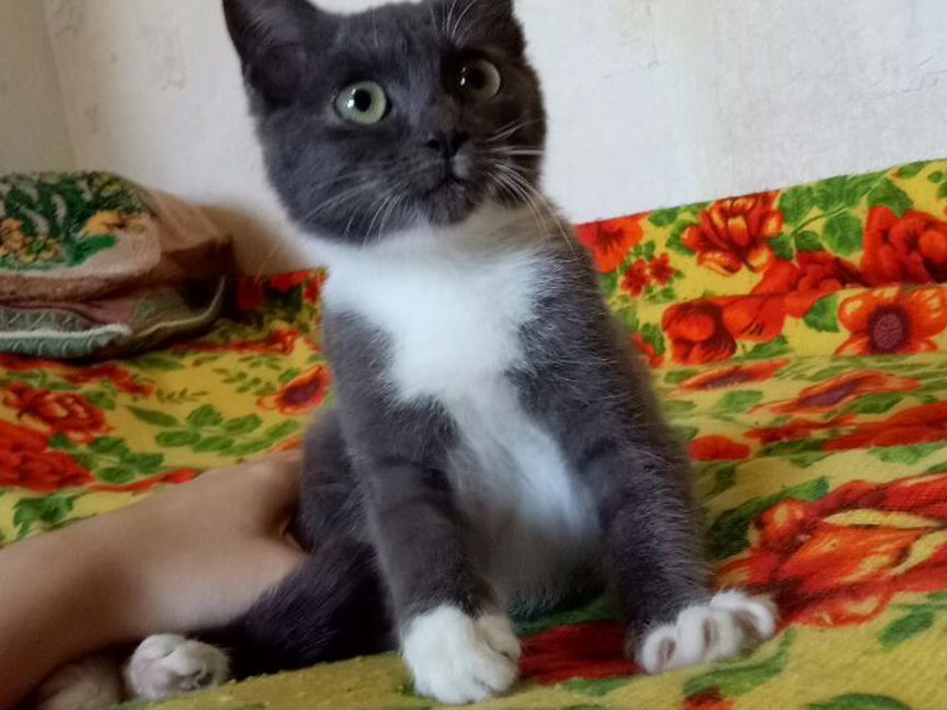Котенок в добрые руки