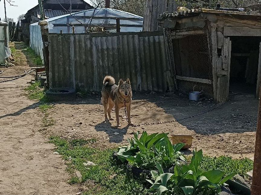 Собаки