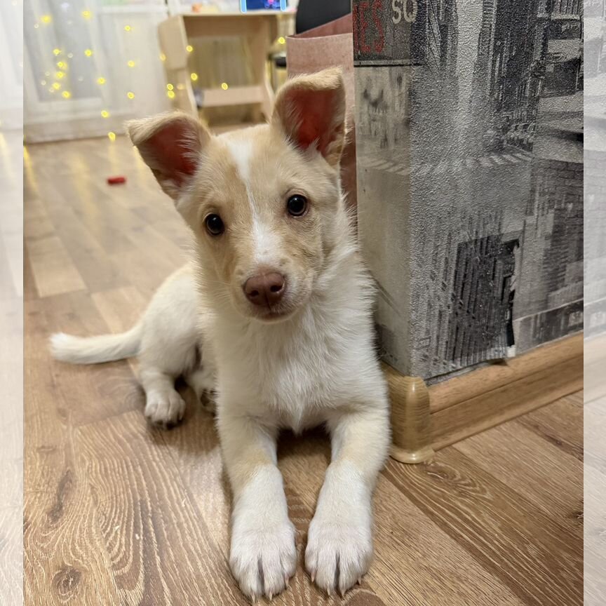 Щенок в добрые руки