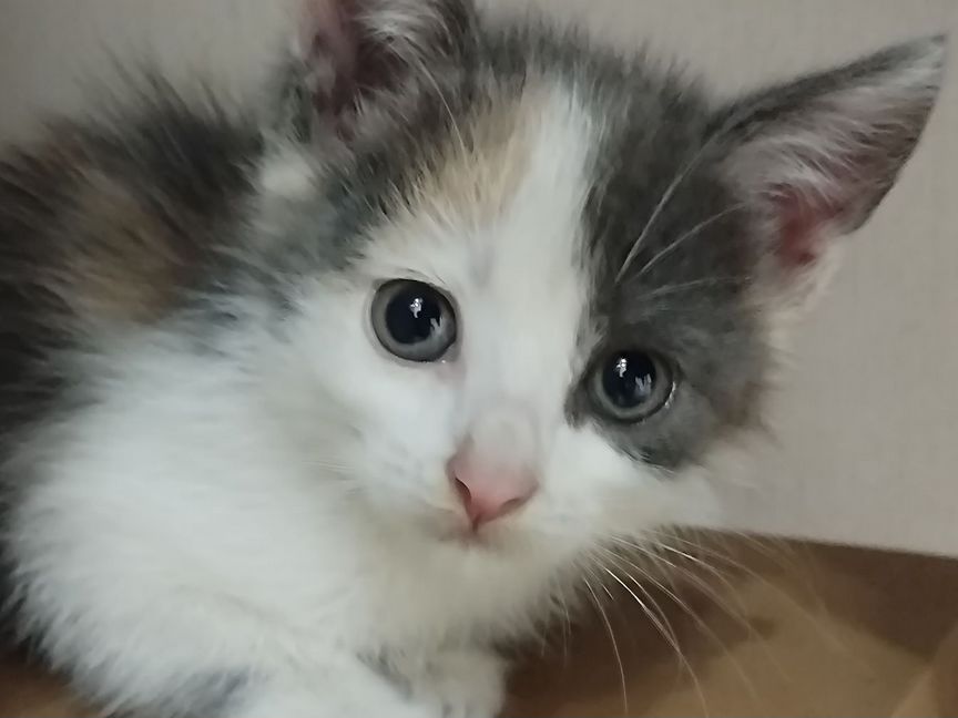 Котёнок в дар