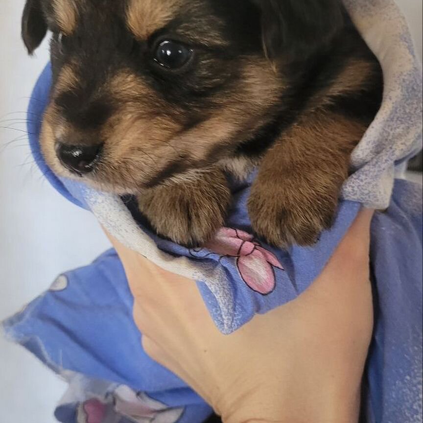 Пристроим милого щенка