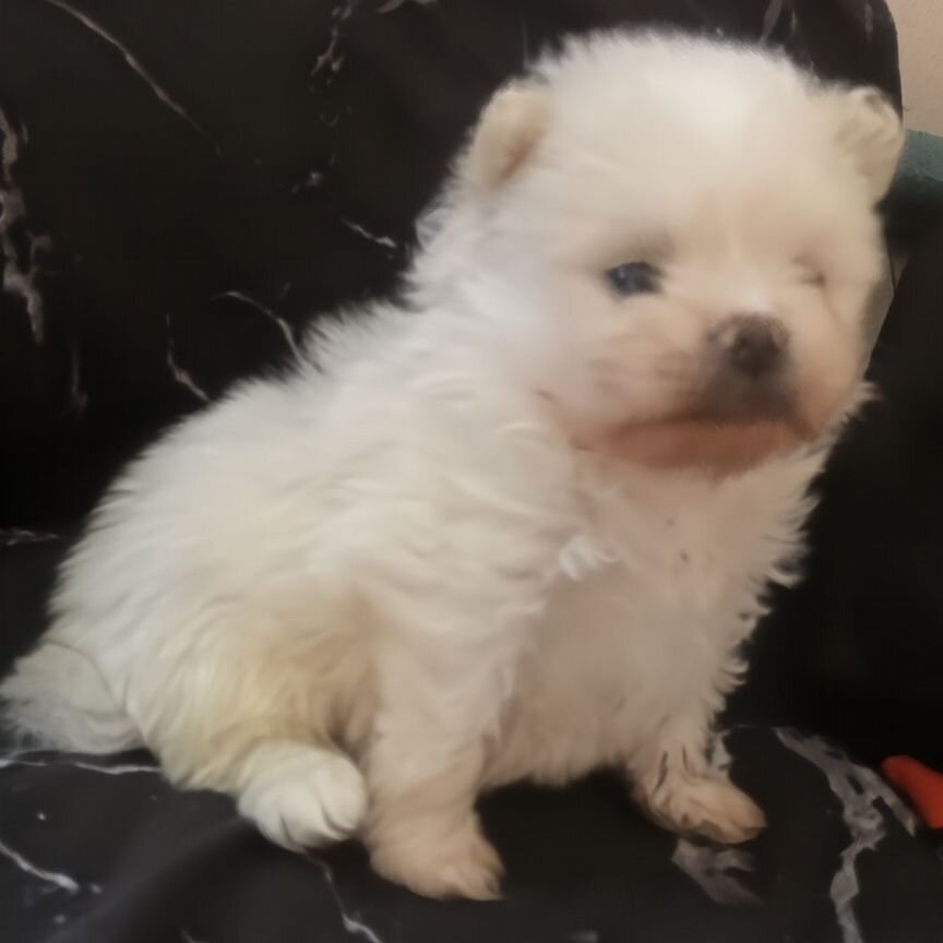 Померанский шпиц, щенок