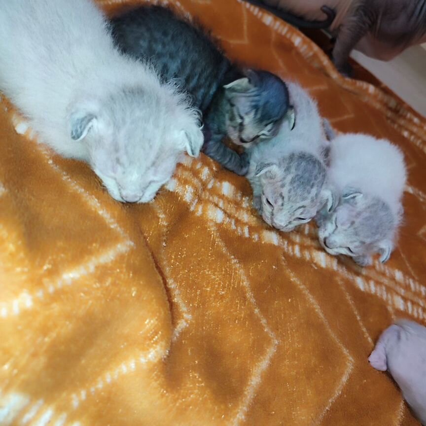 Котята сфинкс браш