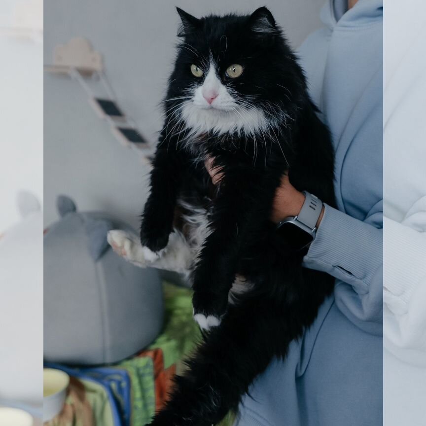 Взрослая, кошка в добрые руки