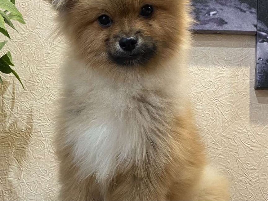 Мишка Тедди