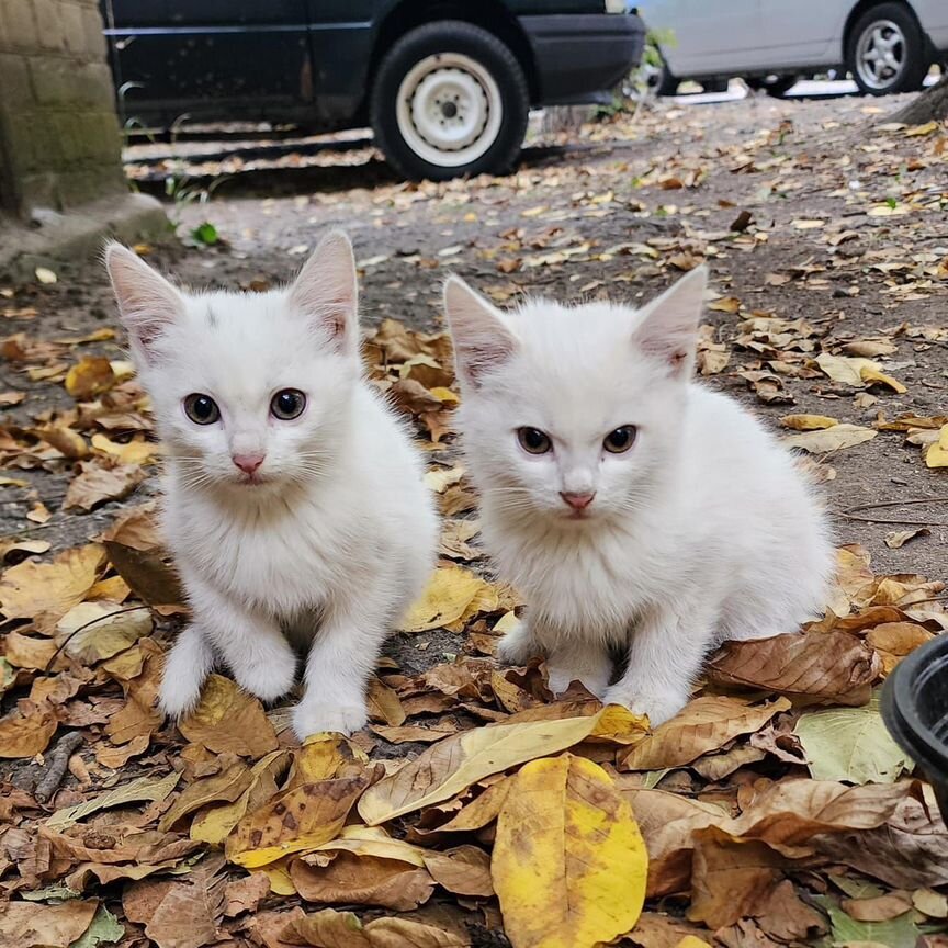 Белоснежные комочки