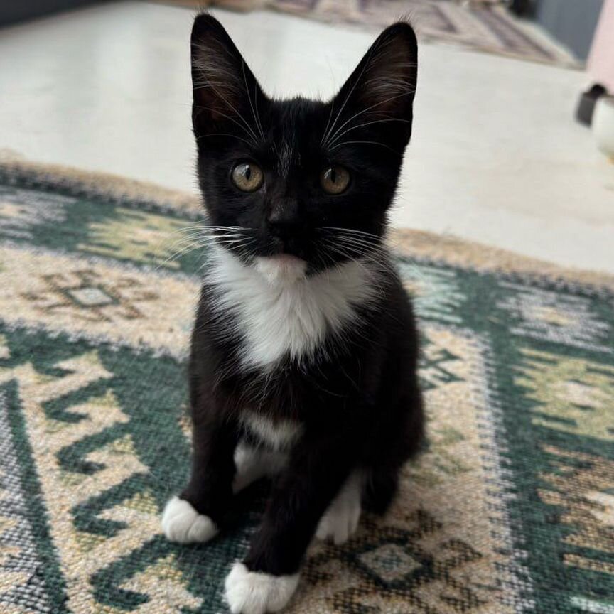 Котенок в добрые руки