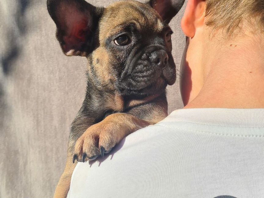 Французский бульдог щенки