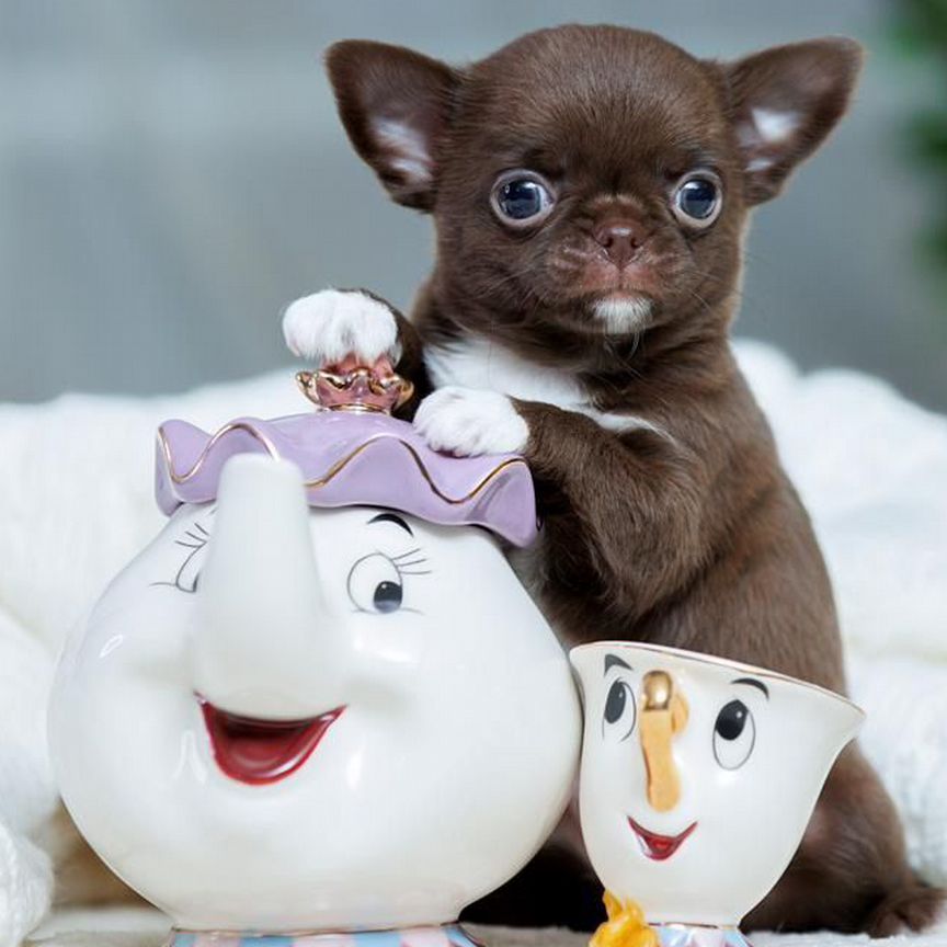 Чихуахуа, щенок