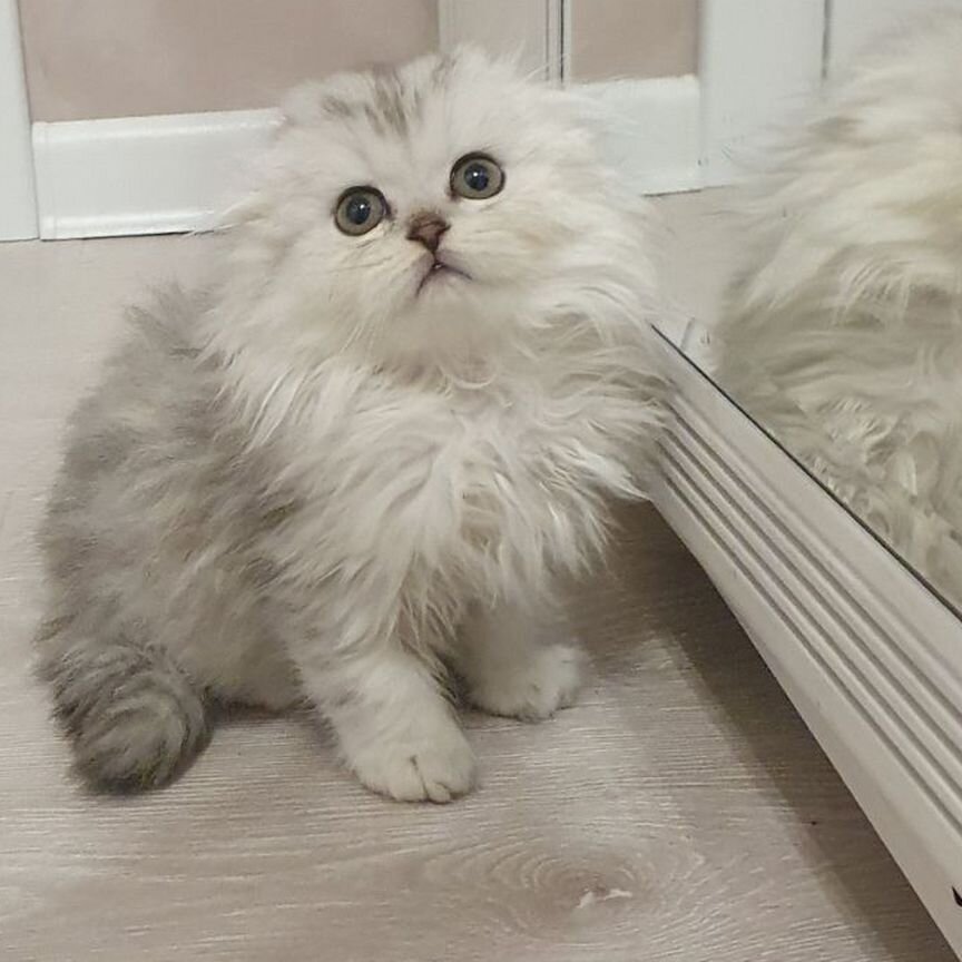 Шотландские вислоухие котята