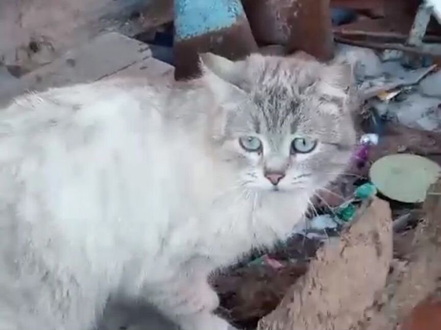 Кошечка в добрые руки