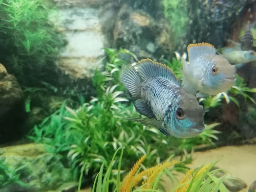 Шикарная коряга для аквариума. Теодоксусы