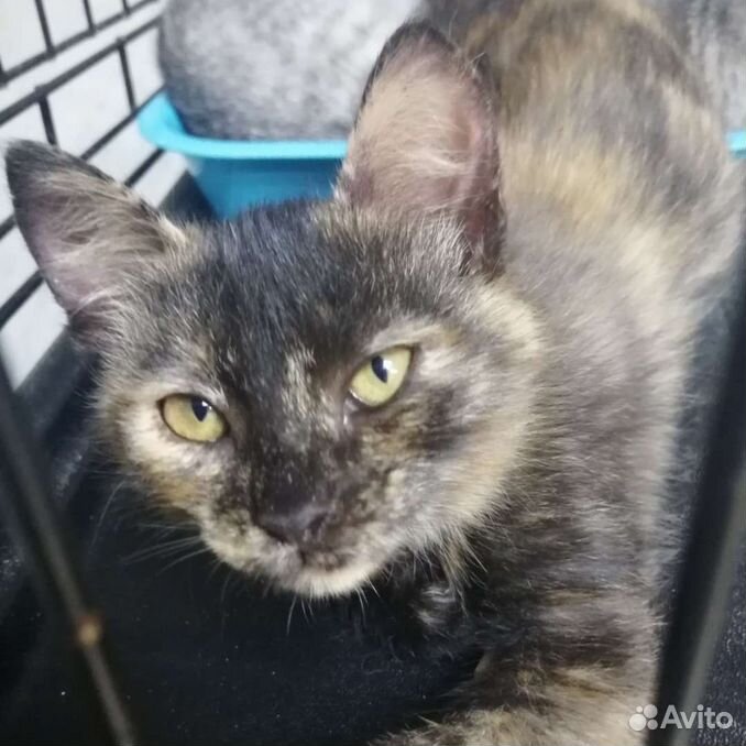 Красотка Киса ищет дом