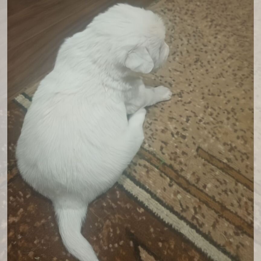 Немецкий охотничий терьер, щенок