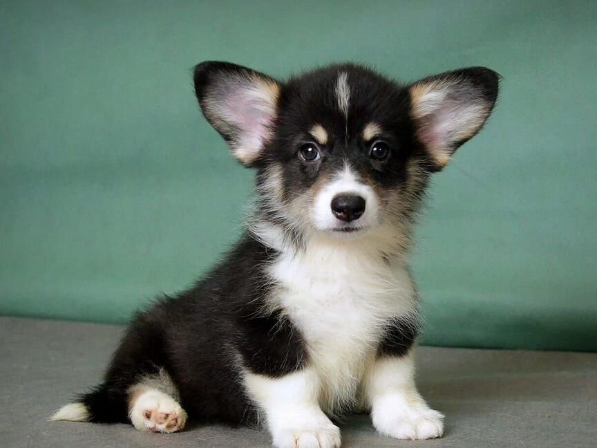 Вельш-корги