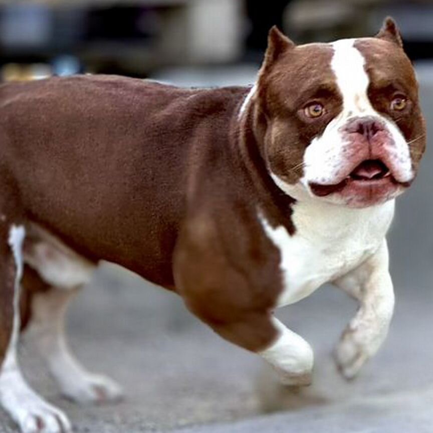 Американский булли покет