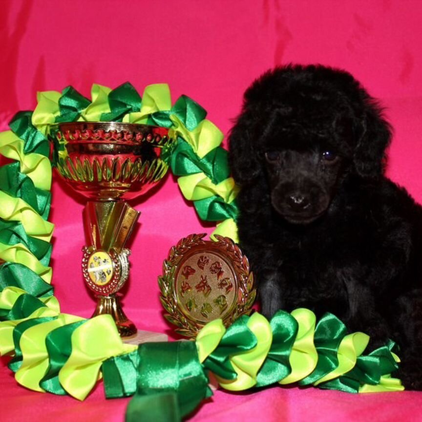 Малыши тойчики