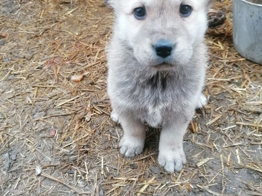 Собака в добрые руки отдам бесплатно