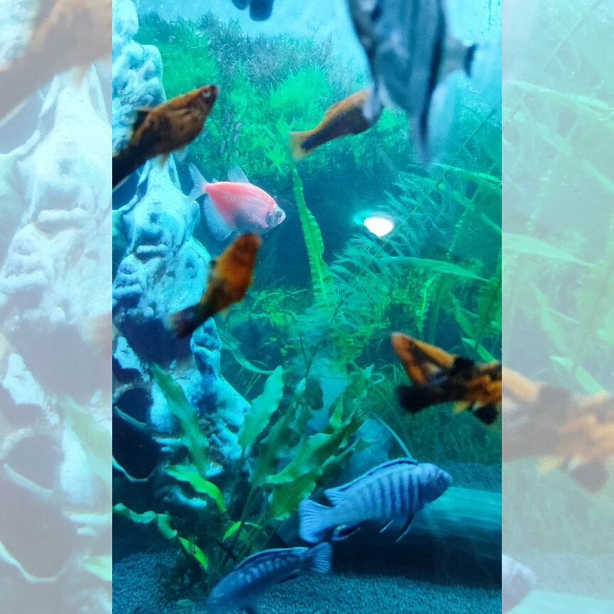 Аквариумные рыбки