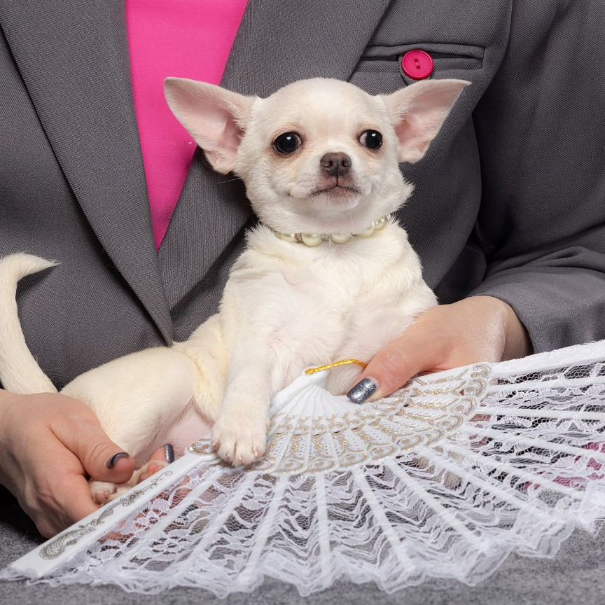 Девочки чихуахуа кремовые красотки