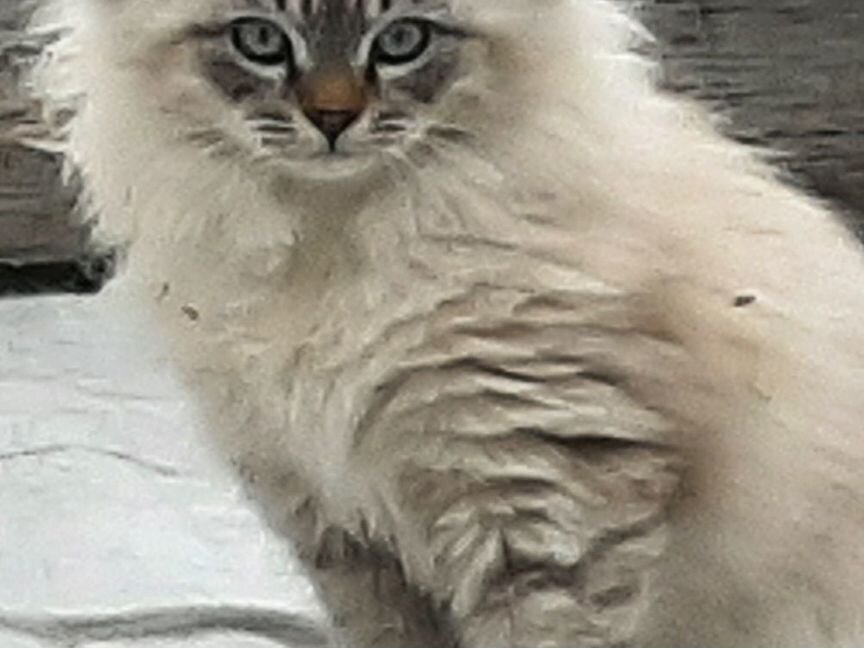 Котята